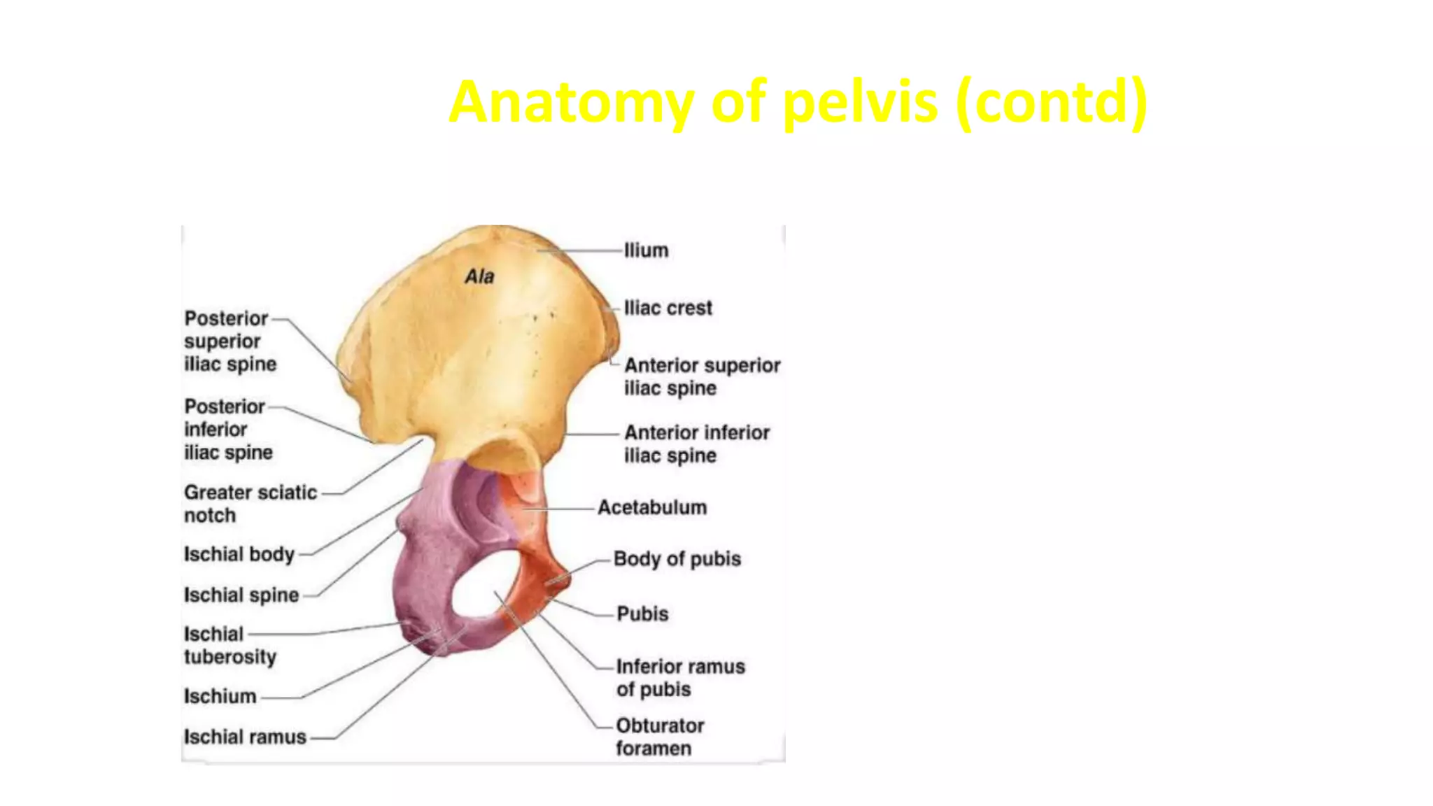 classification of pelvic fracture | PPTX
