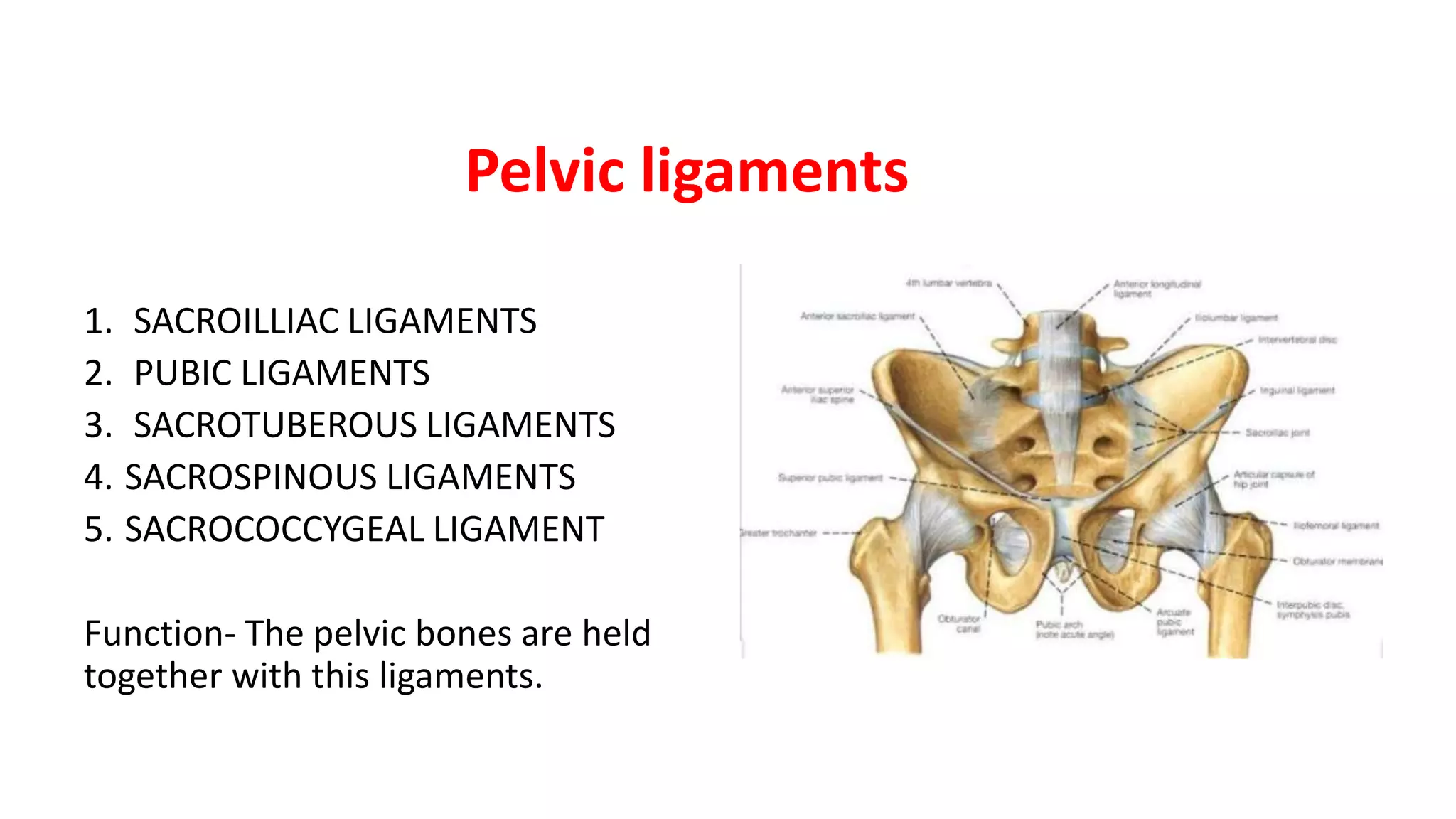 classification of pelvic fracture | PPTX