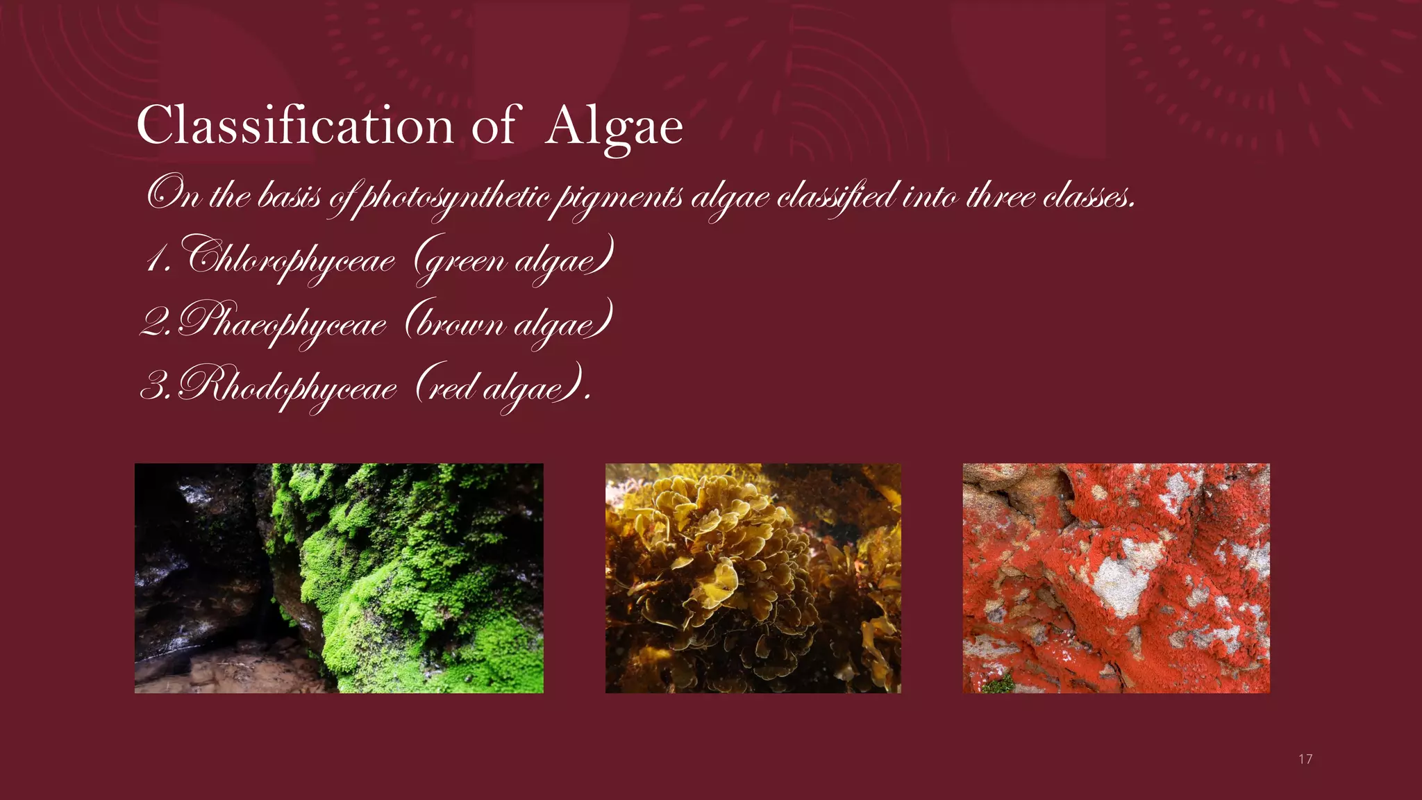 Morphological organization and cell structure of Micro-organisms. | PDF