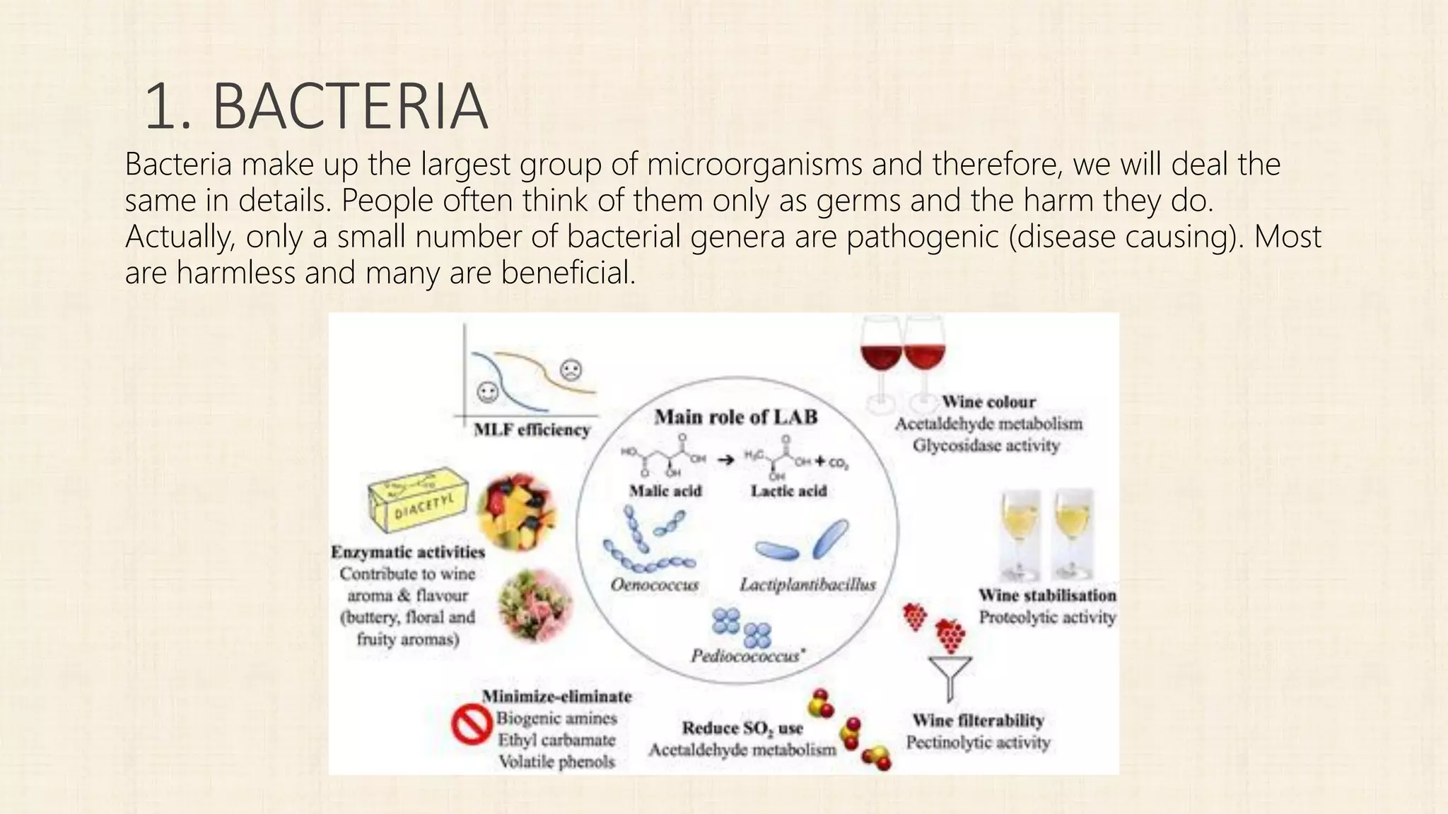 Micro-organisms important in Food Microbiology. Bacteria, Yeast, Molds ...