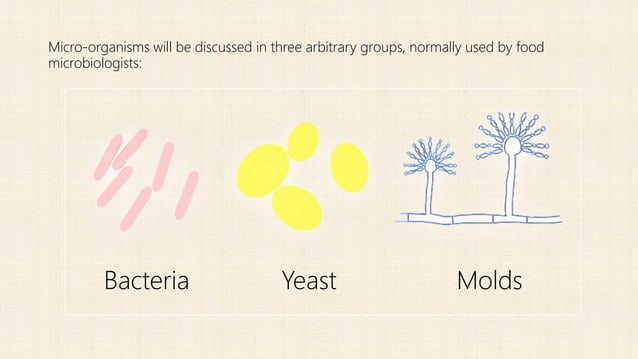 Micro-organisms important in Food Microbiology. Bacteria, Yeast, Molds ...