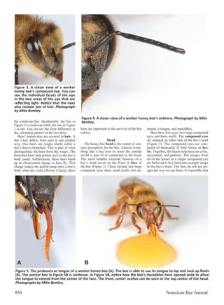 20,-August-2015,-External-Anatomy,-low-res.pdf