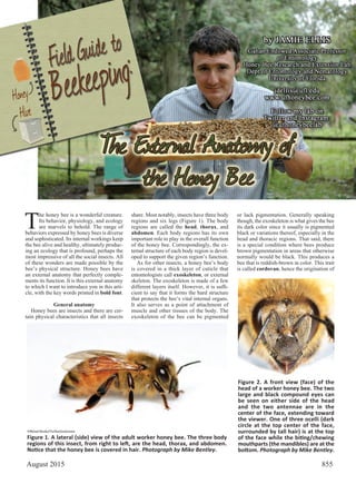 The External Anatomy of Honey Bees | PDF