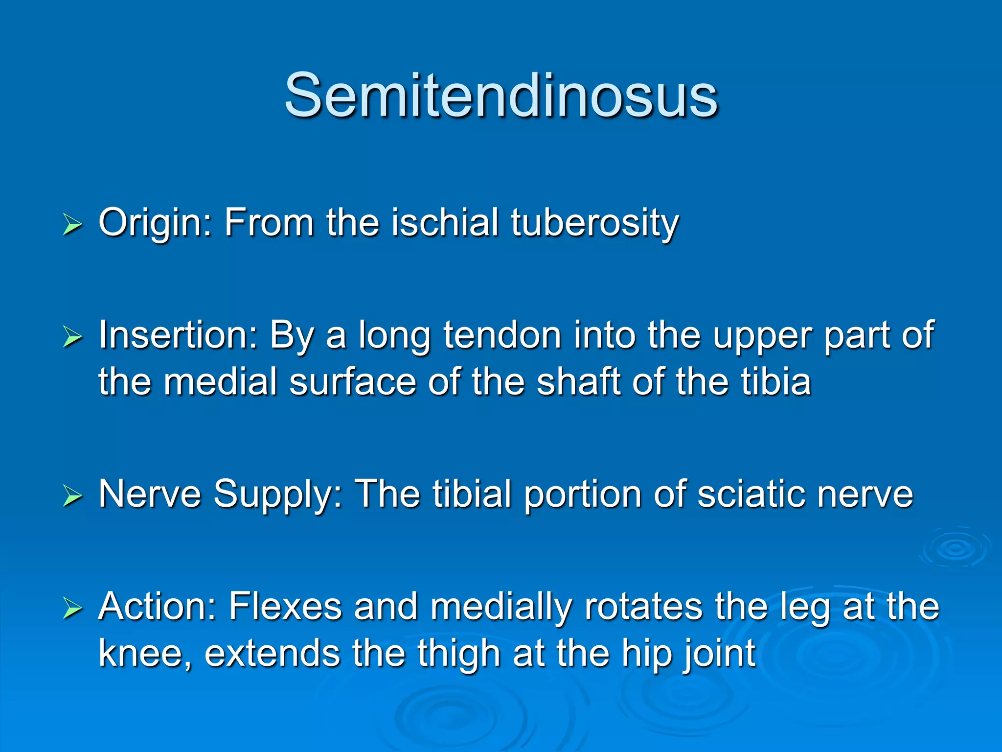 Popliteal Fossa.ppt