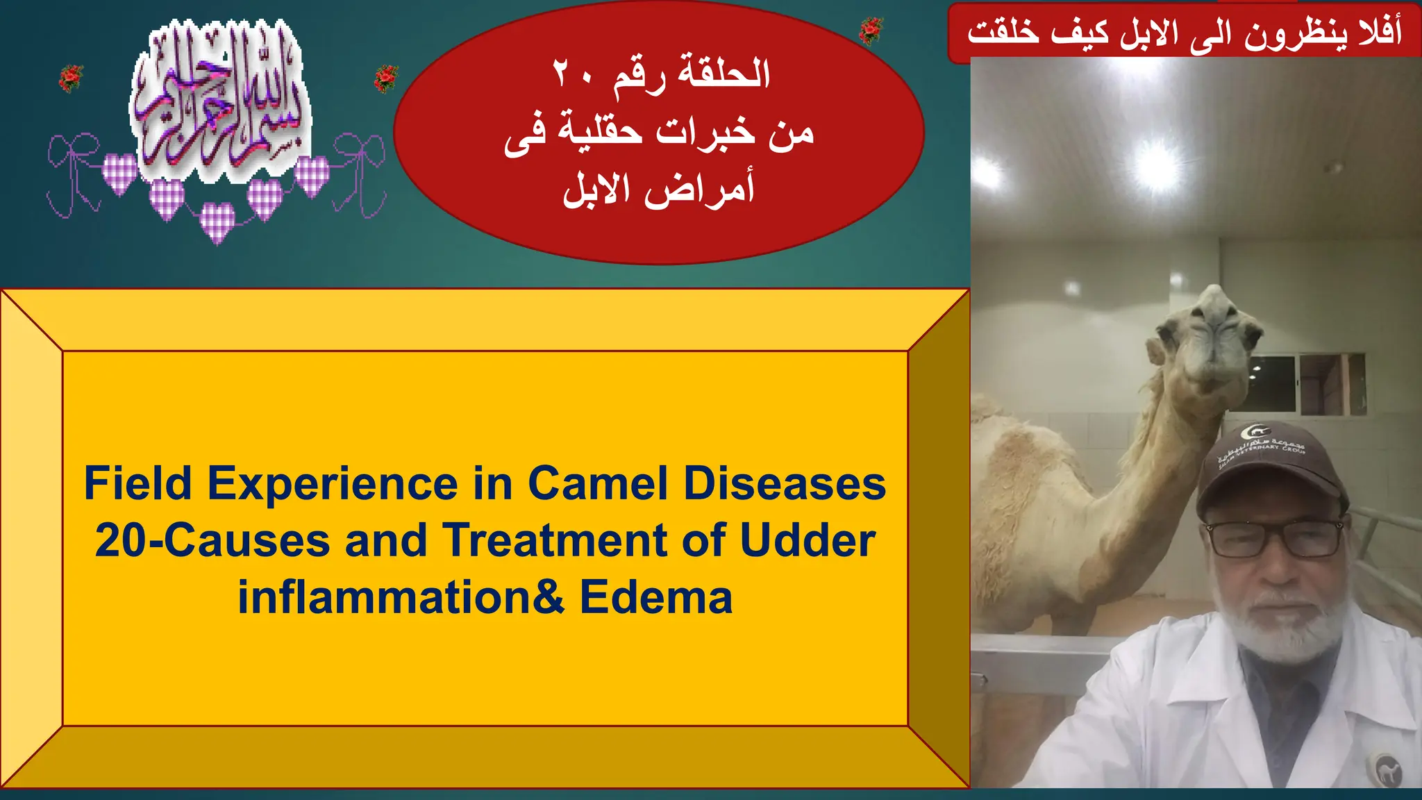 20-Causes and Treatment of Udder inflammation & Edema in camels. Prof ...