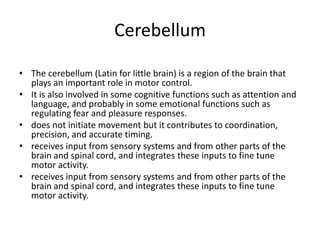 20. cerebellum | PPTX