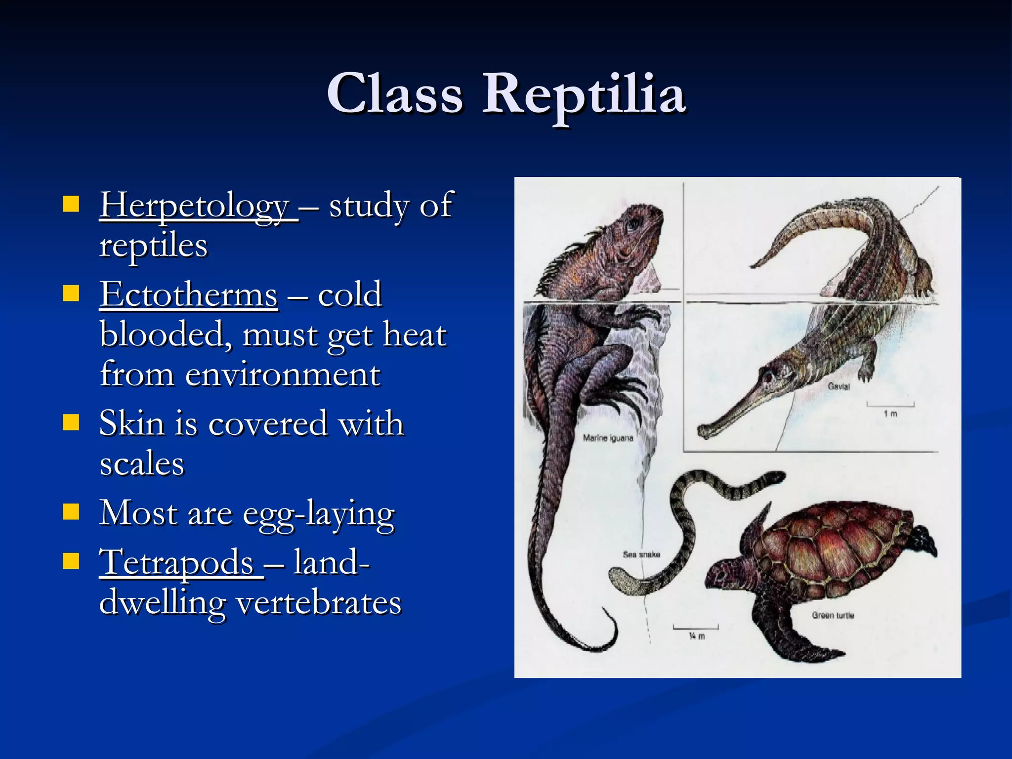20. Class Reptilia Notes | PPT