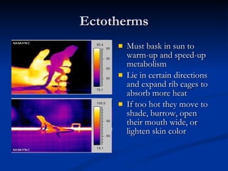 20. Class Reptilia Notes | PPT