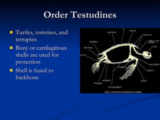 20. Class Reptilia Notes | PPT