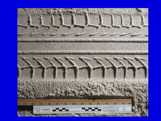 20 Forensic Science Powerpoint Chapter 20 Forensic Tire Impress | PPT