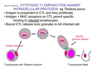 20-immunity-parasites.ppt