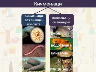 Kicmenjaci | PPTX