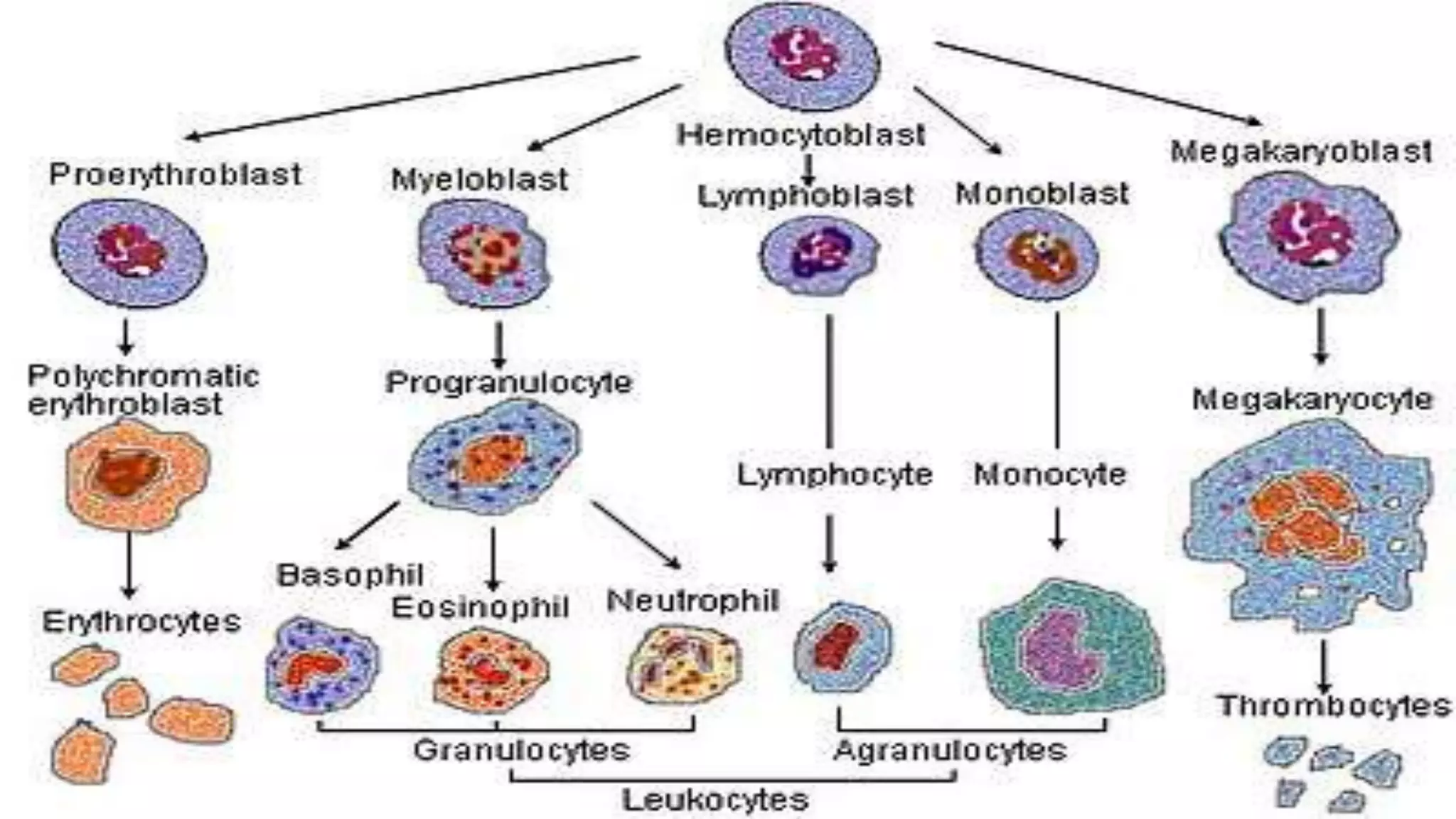 Hematopoiesis (Power Point Presentation) | PPTX