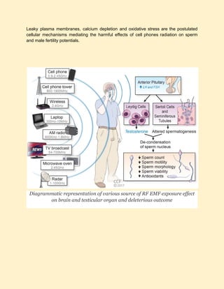 Radiation Biology- Effect of Radiations on Male Reproductive System | PDF