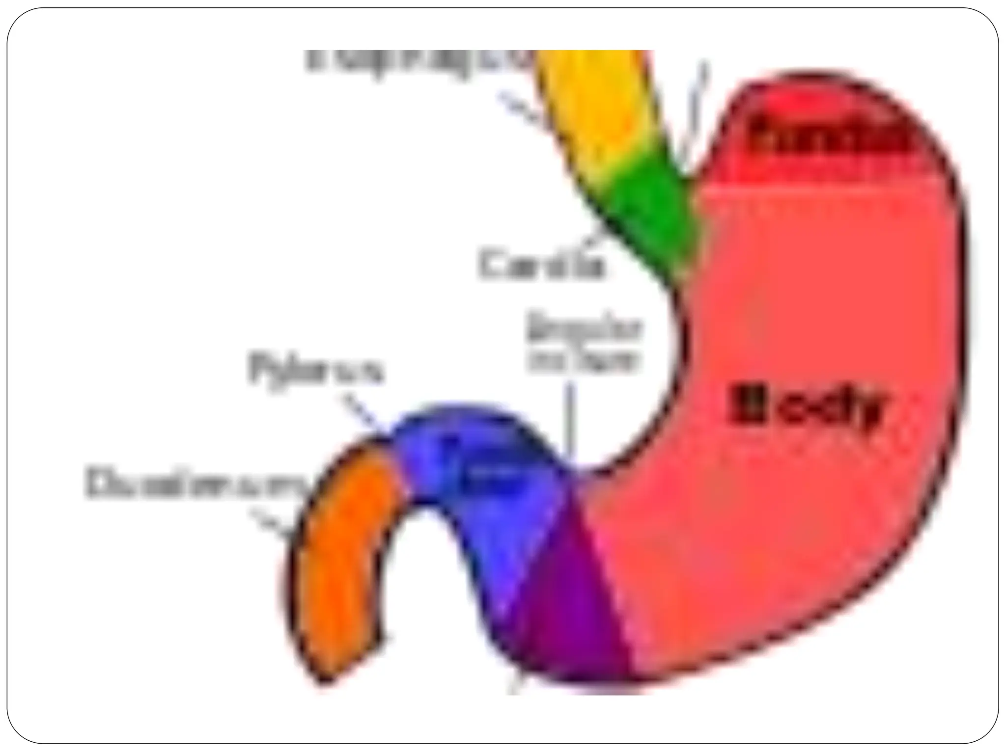 20- Stomach & duodenum for anatomy students | PPT