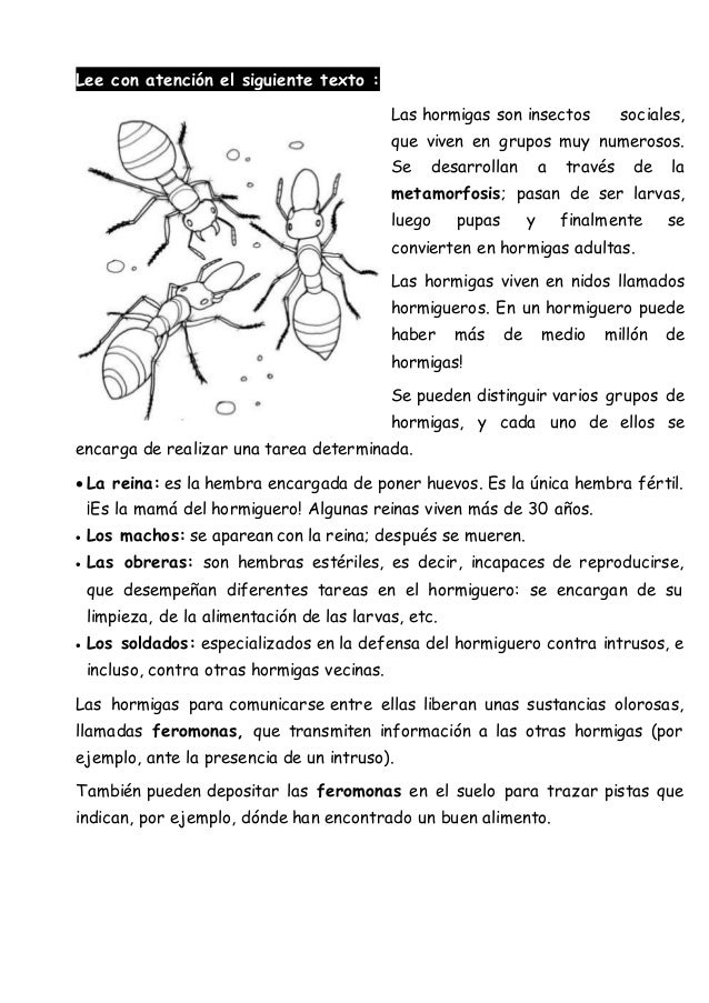 20 textos-breves-para-comprension-lectora-editables