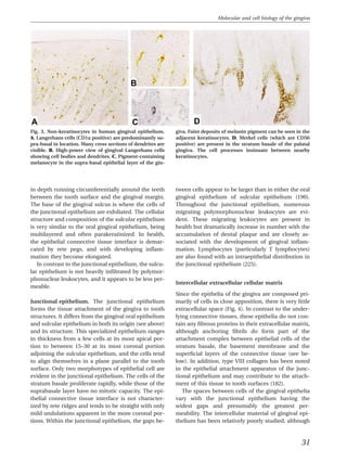 2000 biologia celular y molecular de la encia | PDF | Dental Health ...