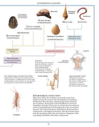 2001 - Encyclopedia of Dinosaurs and Prehistoric Life (ENG).pdf