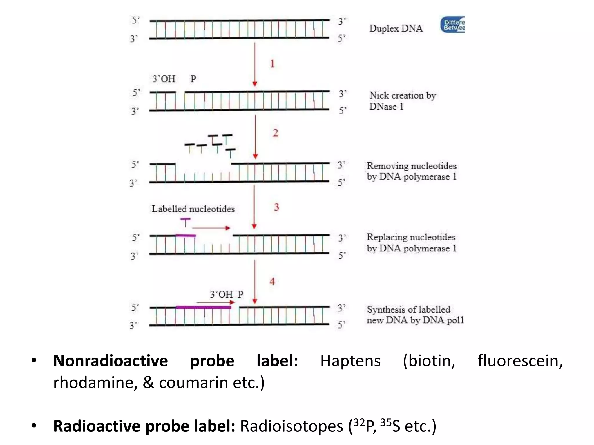 Fluorescence In Situ Hybridization (FISH) Technique in Detection of ...