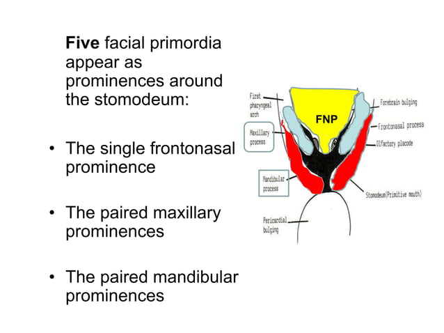 Development_of_face_palate (1).ppt
