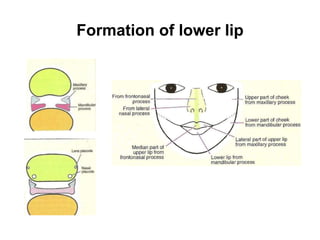 Development_of_face_palate (1).ppt