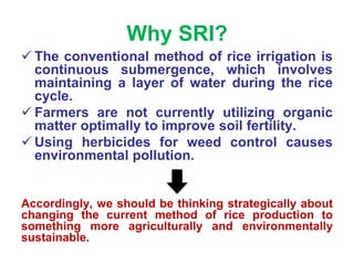 2001 - System of Rice Intensification SRI in Iraq | PPT