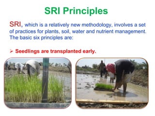 2001 - System of Rice Intensification SRI in Iraq | PPT