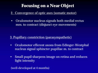 2003-04-16 Peds Eye Embryo.pdf