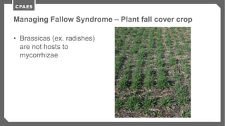 Dr. Stephanie Karhoff - Fallow soil syndrome: is it a problem? | PPT
