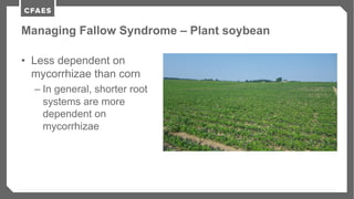 Dr. Stephanie Karhoff - Fallow soil syndrome: is it a problem? | PPT