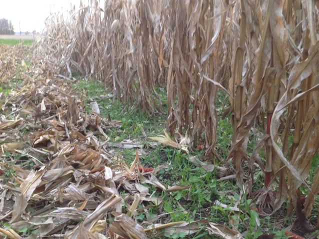 David and Jay Brandt - Early Maturing Corn And Soybean Trials | PPT