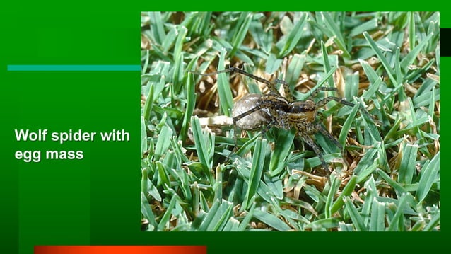 Dr. Curtis Young - Beneficial Insects and Cover Crops | PPT