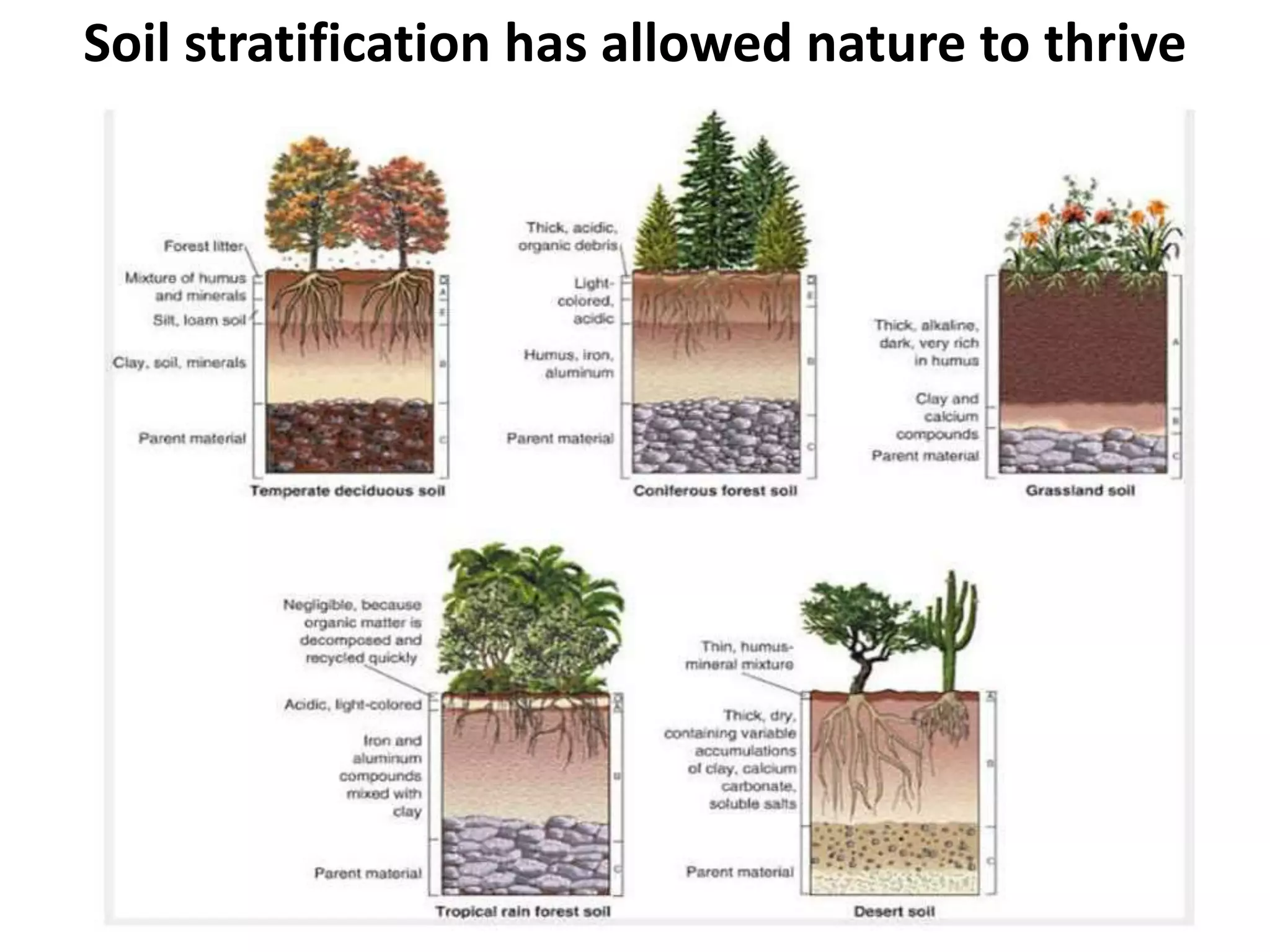 Dr. Leonardo Deiss - Stratification, the Role of Roots, and Yield ...