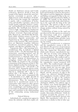2003 new species_liolaemus | PDF