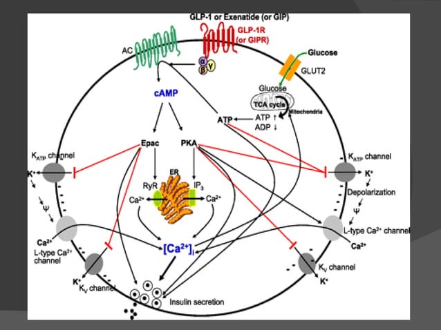 2003 role of incretins in glucose homeostasis and diabetes | PPT ...