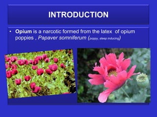 The Opium | PPT