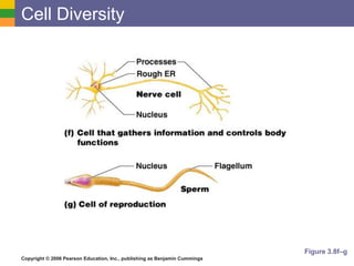 200402389-marieb-ch3a.pdf cells and tissues | PDF