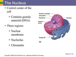 200402389-marieb-ch3a.pdf cells and tissues | PDF