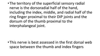 Examination in compressive neuropathies of the radial nerve | PPTX