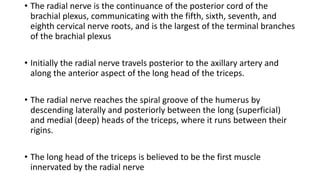 Examination in compressive neuropathies of the radial nerve | PPTX