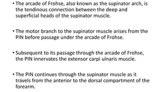 Examination in compressive neuropathies of the radial nerve | PPTX