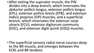 Examination in compressive neuropathies of the radial nerve | PPTX
