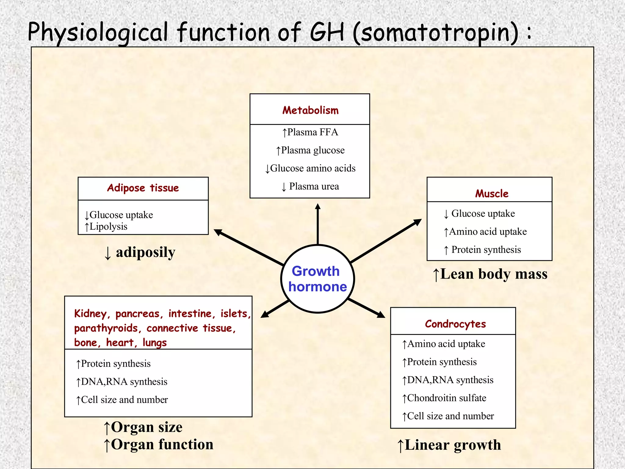 (2006)Endocrine Pituitary Gland | PPT