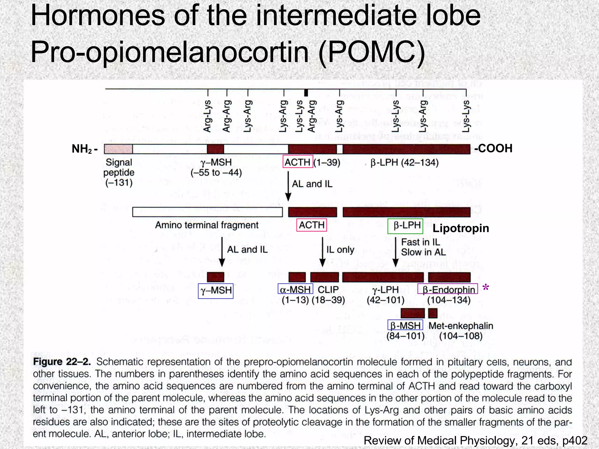 (2006)Endocrine Pituitary Gland | PPT