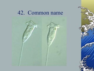2006 protist test | PPT