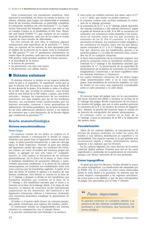 Rehabilitación de las lesiones tendinosas traumáticas de la mano | PDF