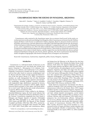 CASUARINACEAE FROM THE EOCENE OF PATAGONIA, ARGENTINA | PDF