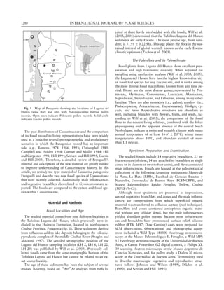 CASUARINACEAE FROM THE EOCENE OF PATAGONIA, ARGENTINA | PDF