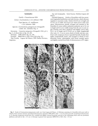 CASUARINACEAE FROM THE EOCENE OF PATAGONIA, ARGENTINA | PDF