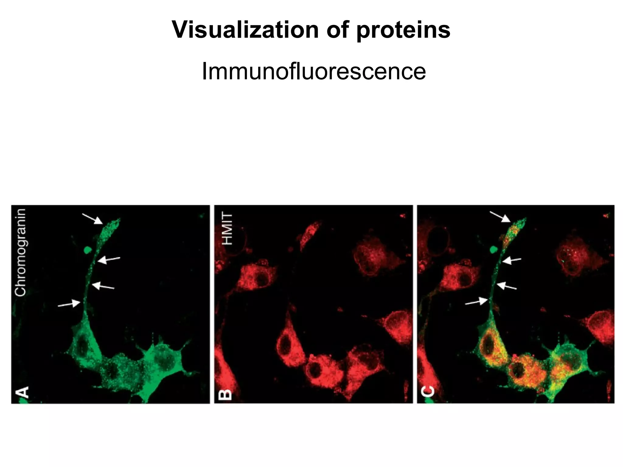 Visualizing protein sequence annotations | PPT | Databases | Computer Software and Applications